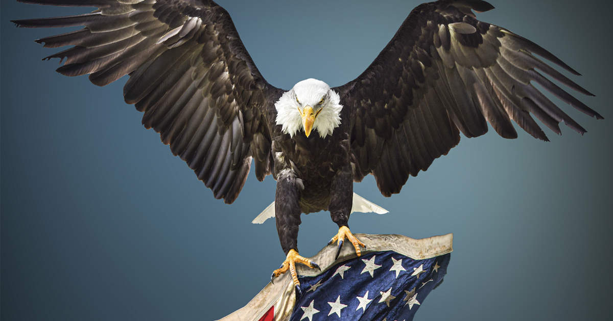America's National Emblem: The Bald Eagle