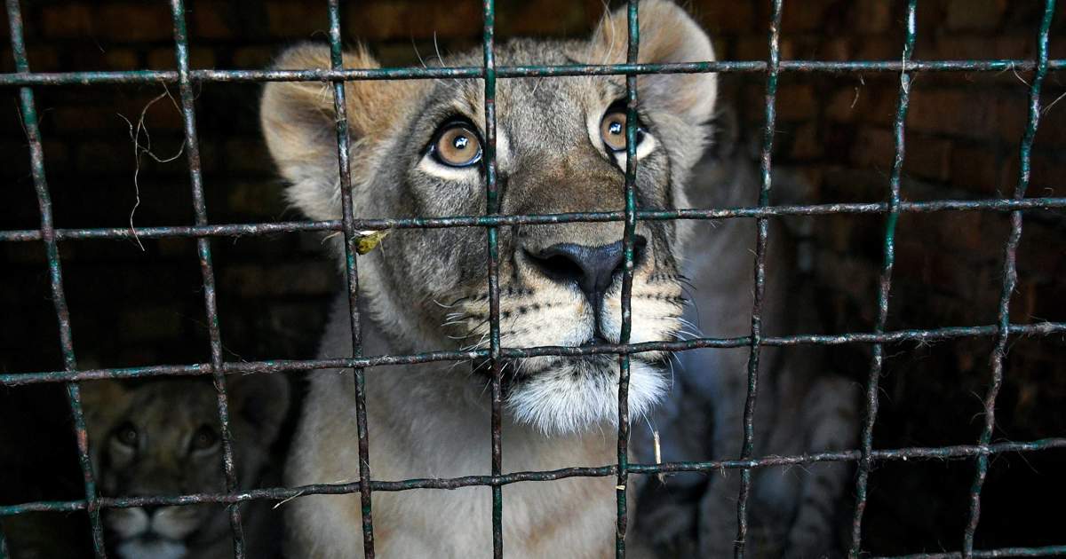 Political Animals: Rights For All