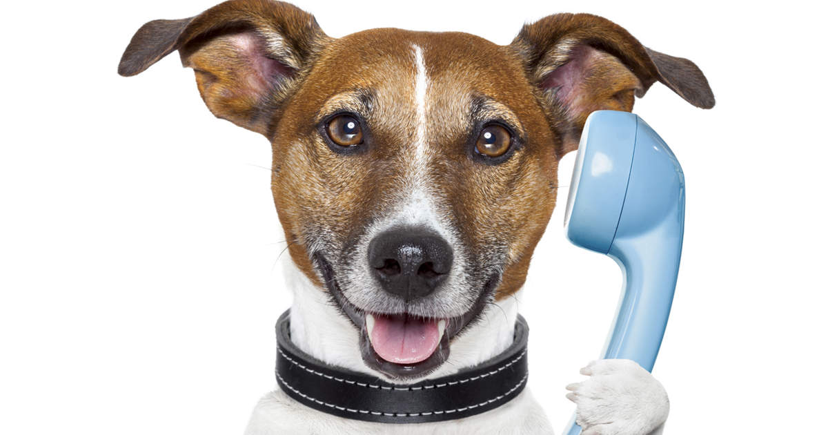 Speaking with Animals: Inter-species Conversation