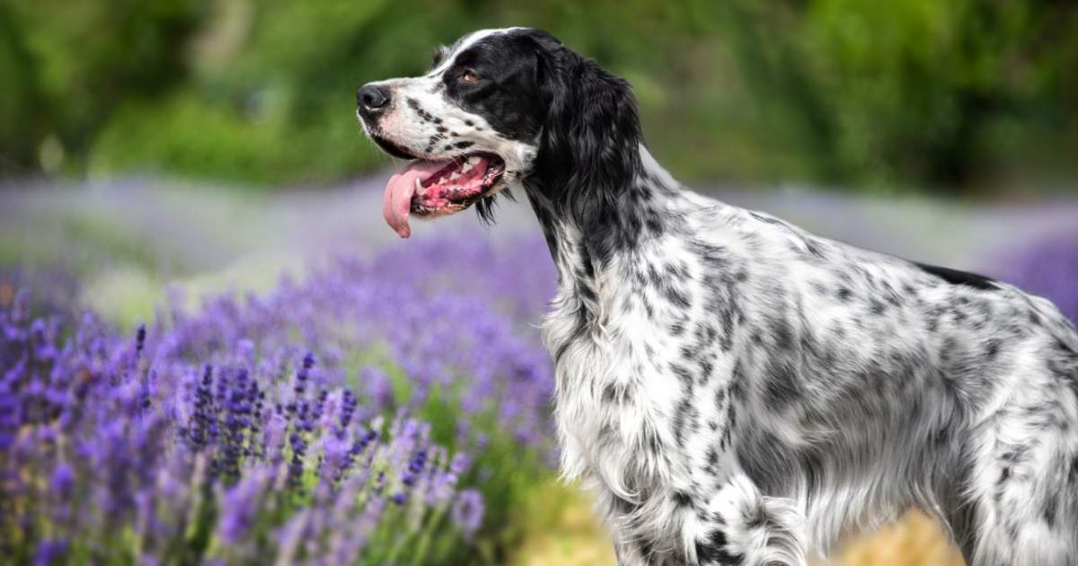 Setter inglese: tutto sul cane da lavoro più elegante delle Isole ...