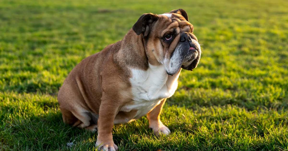 Bulldog inglese: caratteristiche, personalità e cura di una delle razze ...