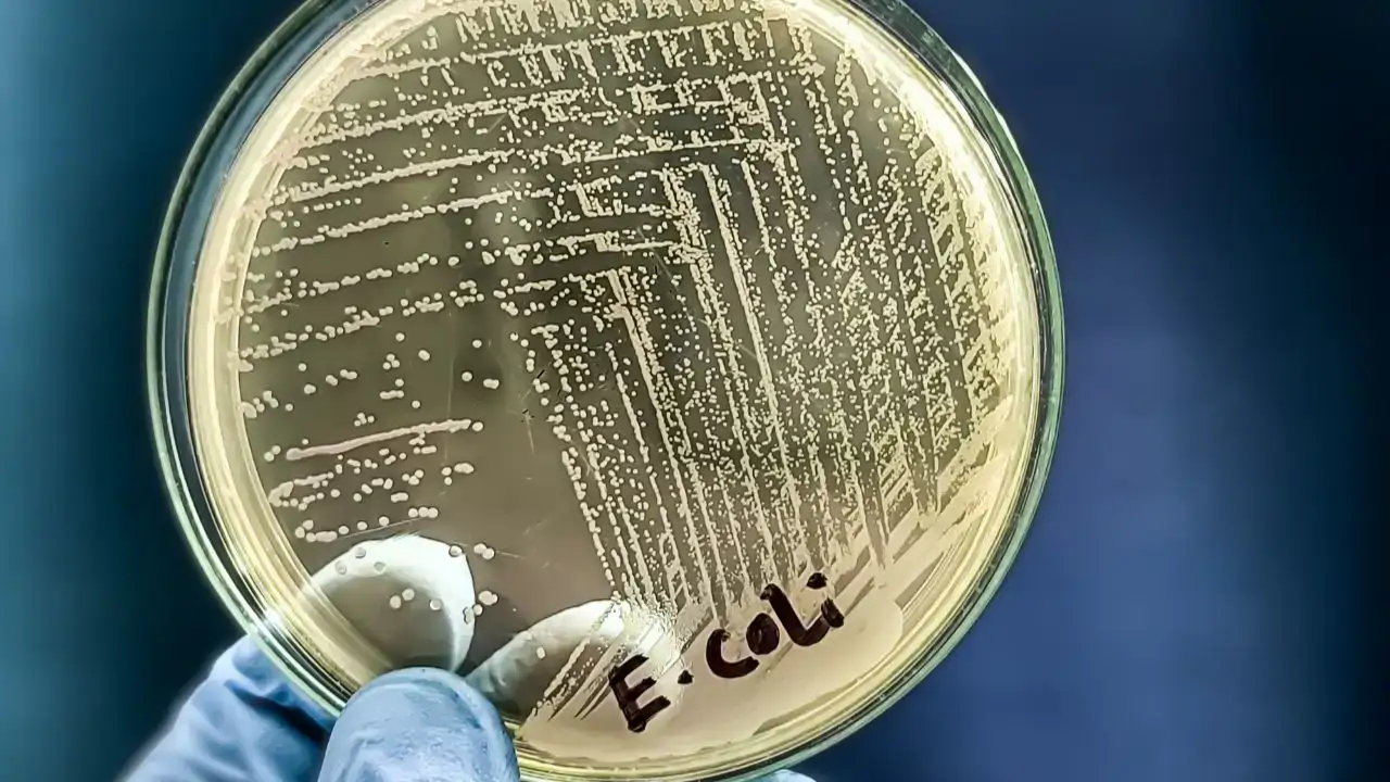 La differenza tra 'make' e 'do'