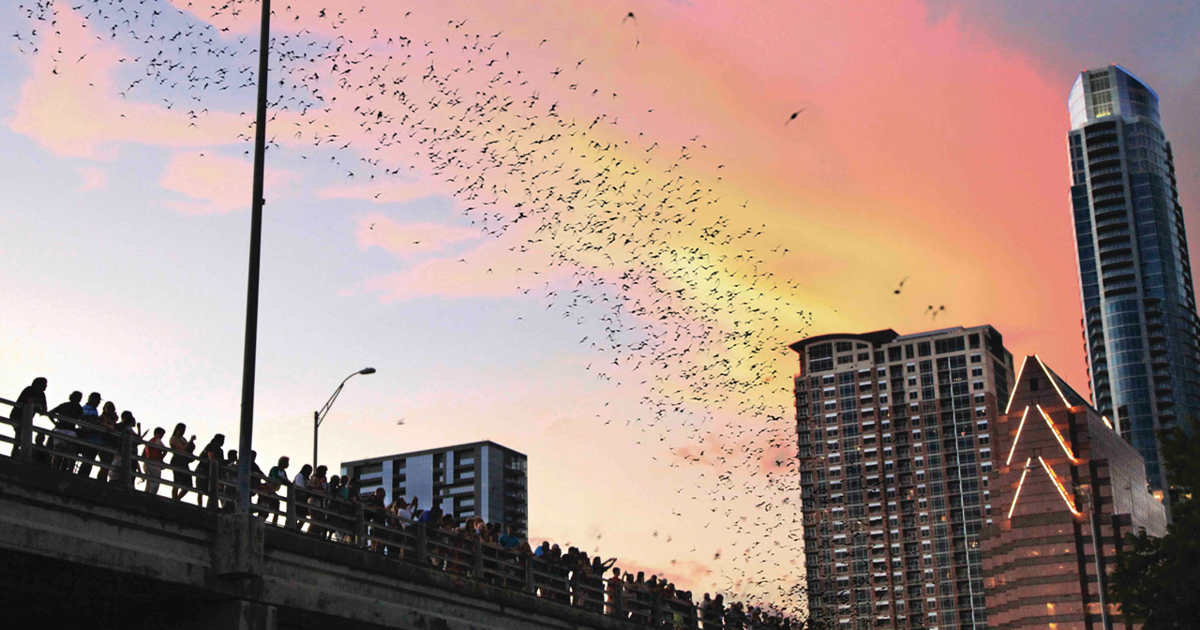 Bats: The Original Tourist Attraction Of Austin, Texas