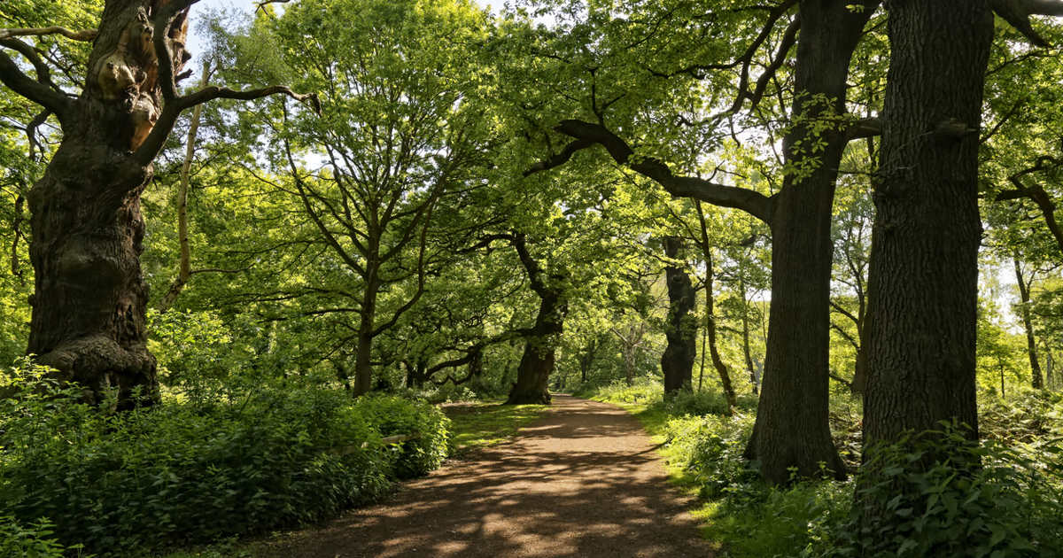 The Beautiful Forests Of Britain