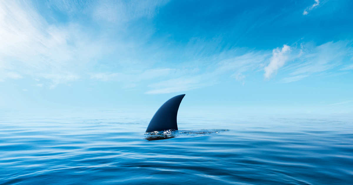 A Short Story: Shark Tank