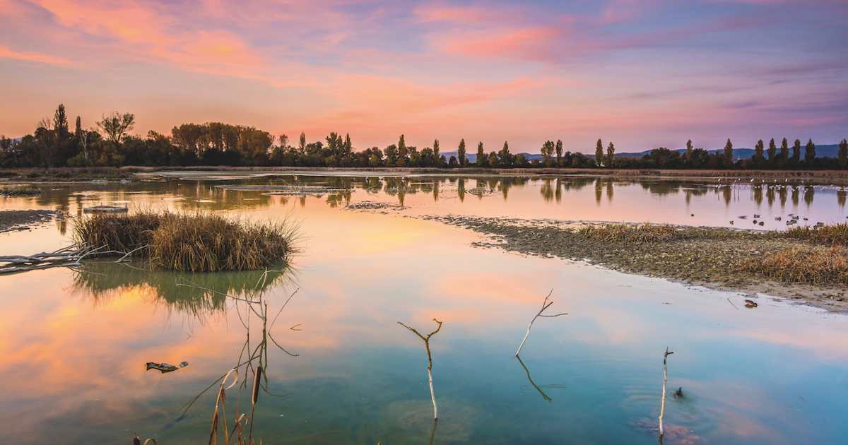 Louisiana Wildlife: The Barataria Preserve