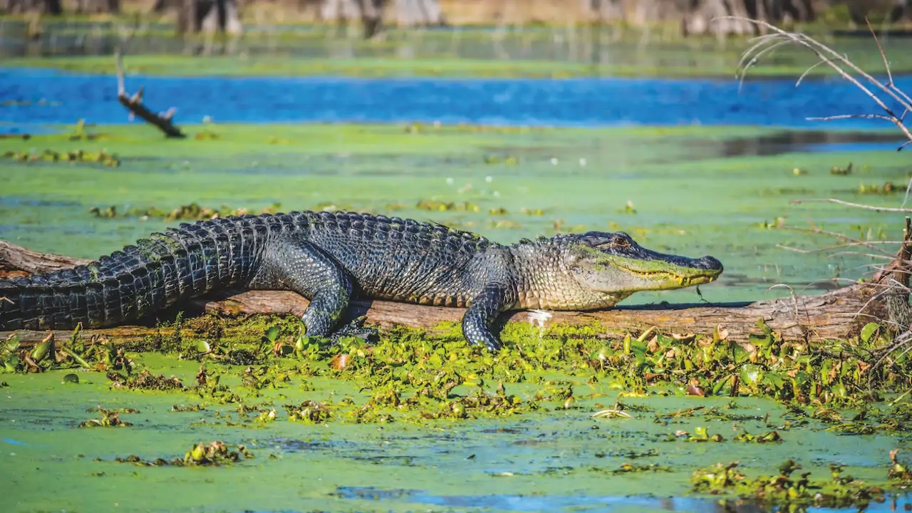 The Barataria Preserve: Alligator's Paradise