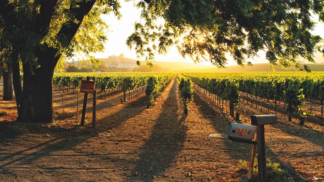California Wines: The Golden State Vineyards