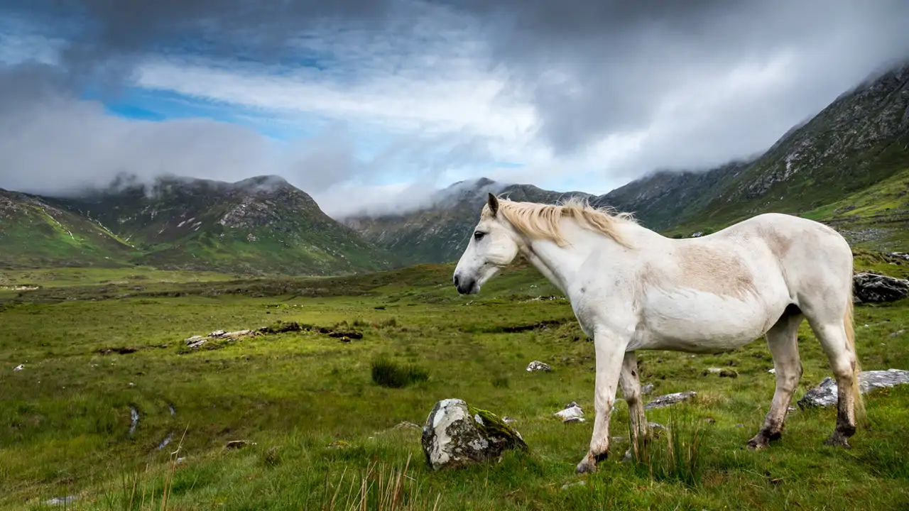 Ireland: The Ponies Of Connemara