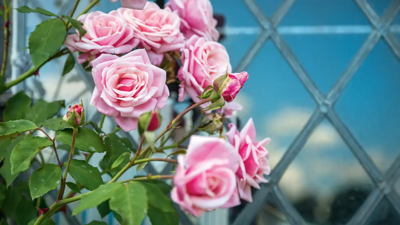 June in Bloom: The Month of the Roses