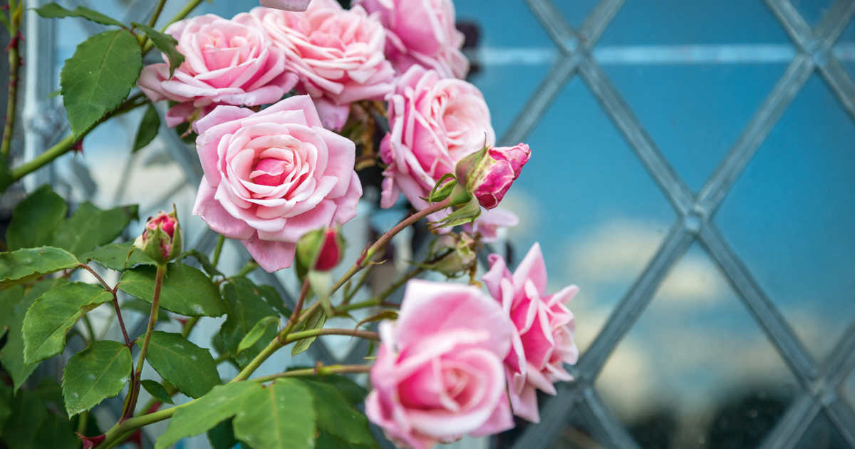 June in Bloom: The Month of the Roses